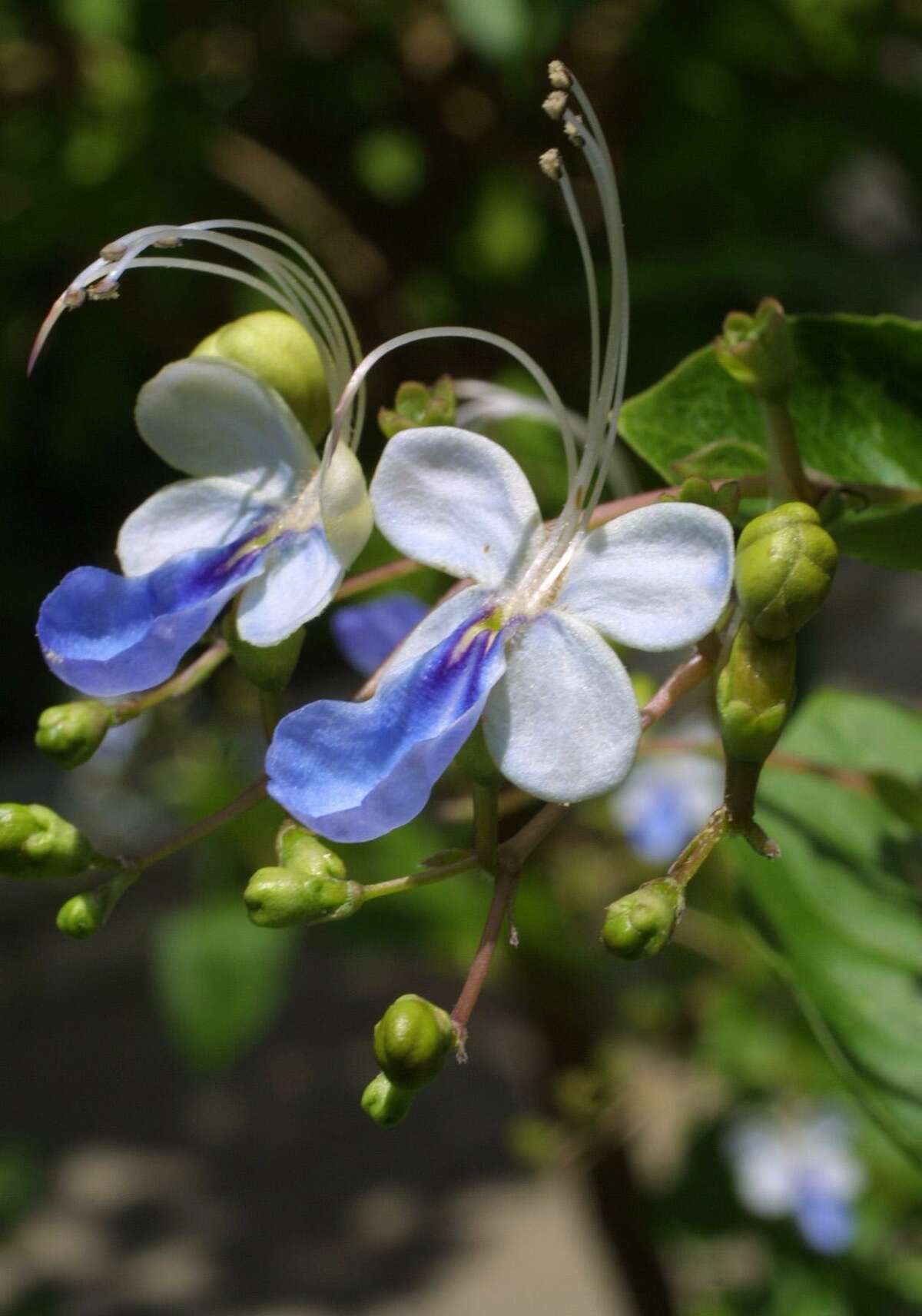 A guide to vintage plants that will flourish in Houston beds