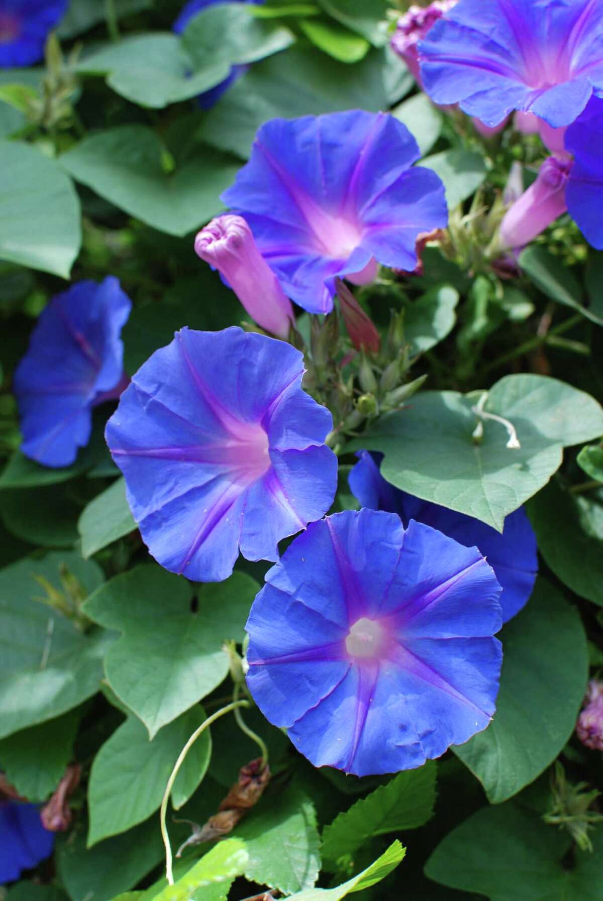 A guide to vintage plants that will flourish in Houston beds