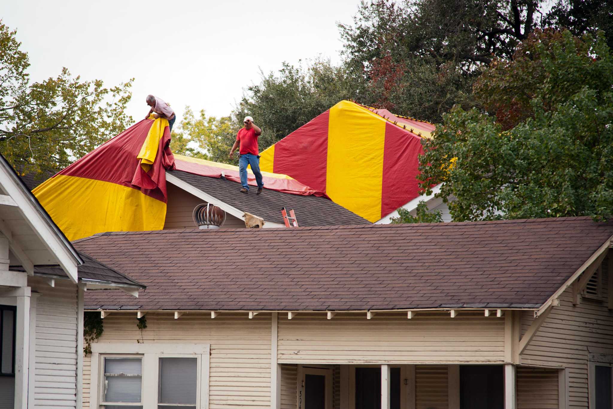 How to deal with the bugs flying around this spring