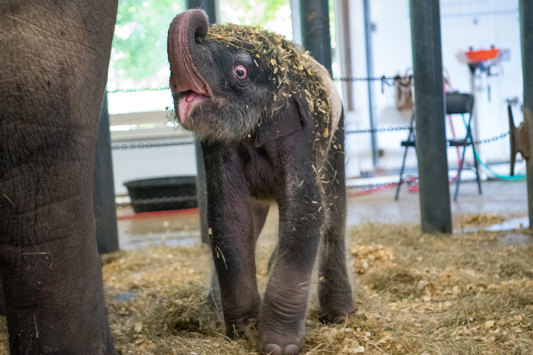 Houston Zoo welcomes new baby elephant named Nelson