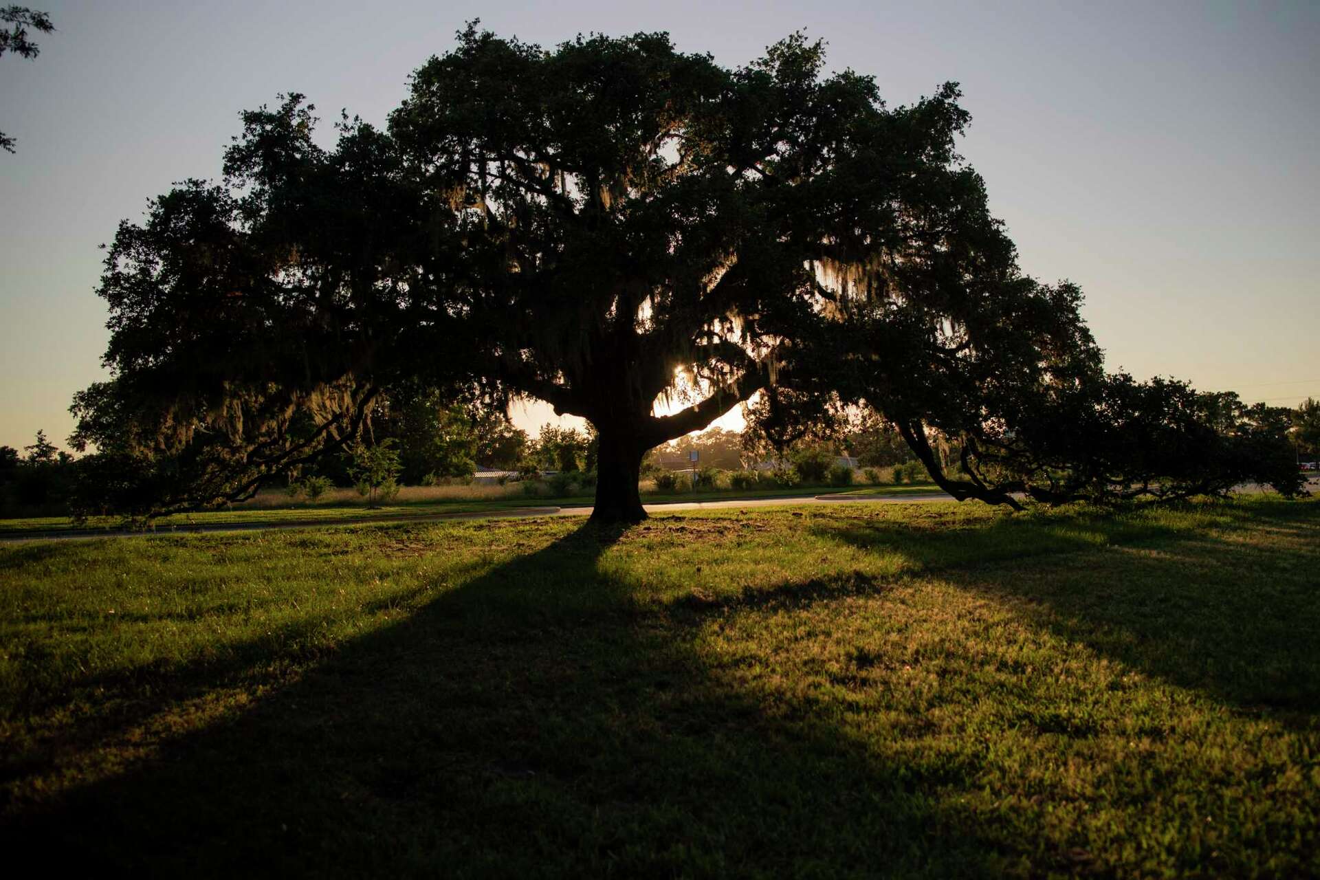A living legend: Klein’s Kissing Tree the latest to earn historic ...