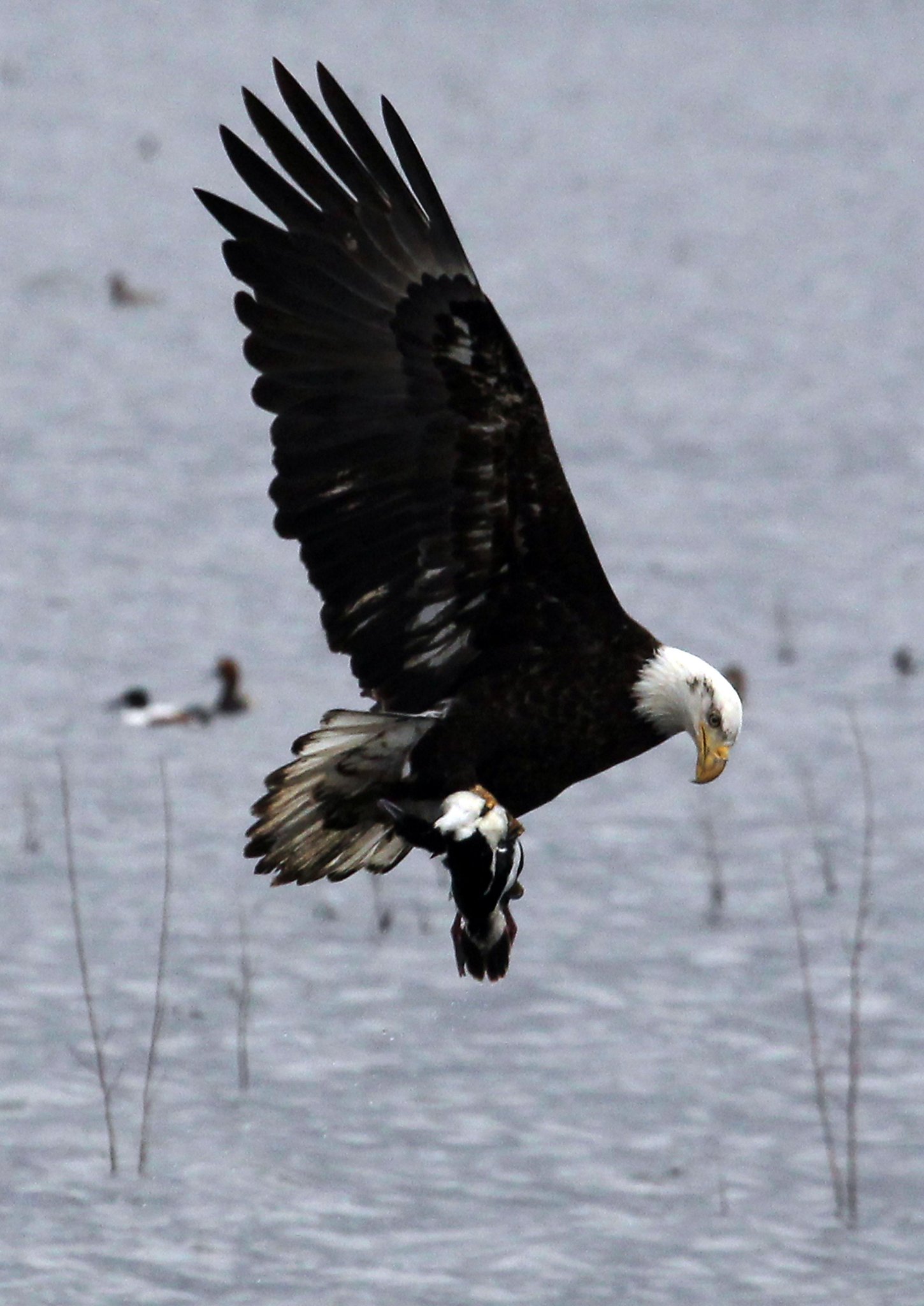 Judge OKs suit by California, other states over lessened protections ...