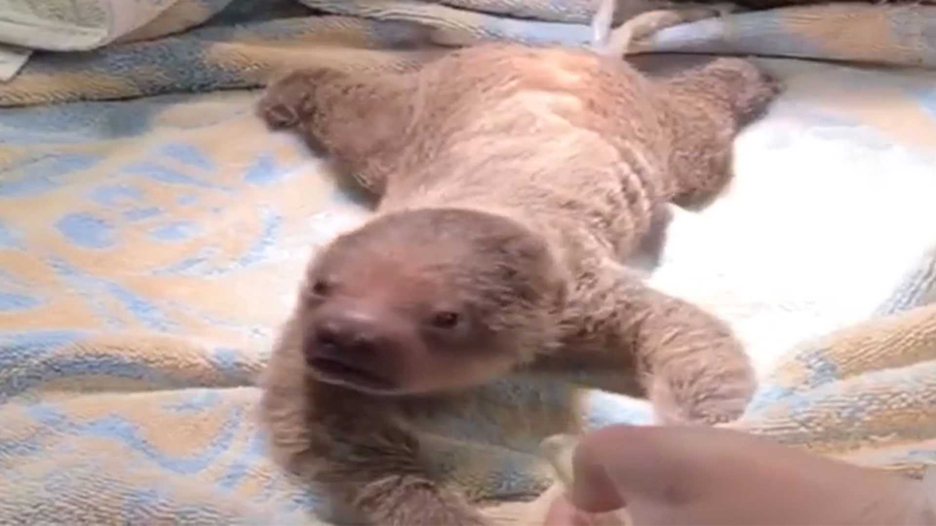 Zoo welcomes baby sloth after difficult delivery