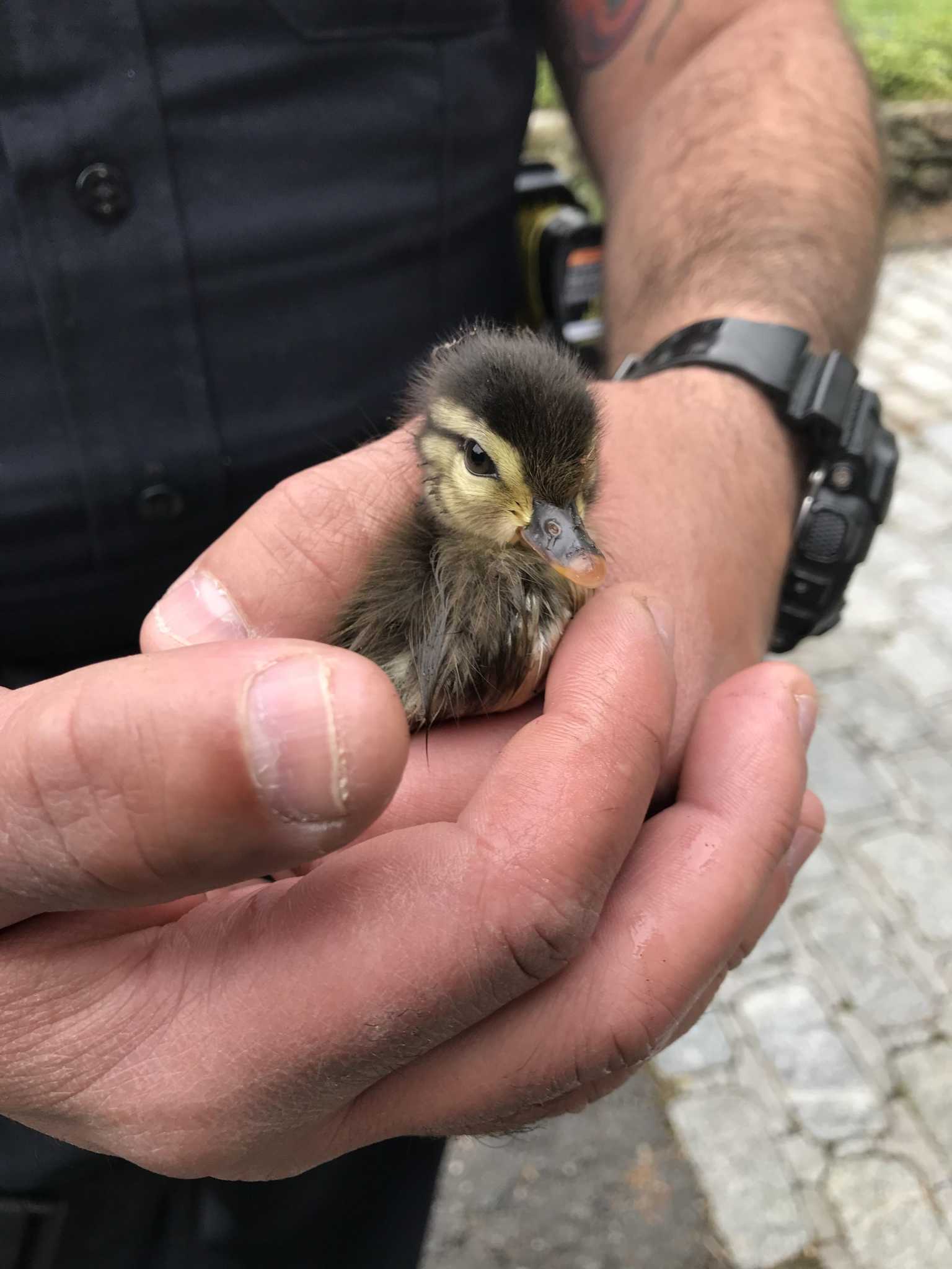 Baby ducks rescued