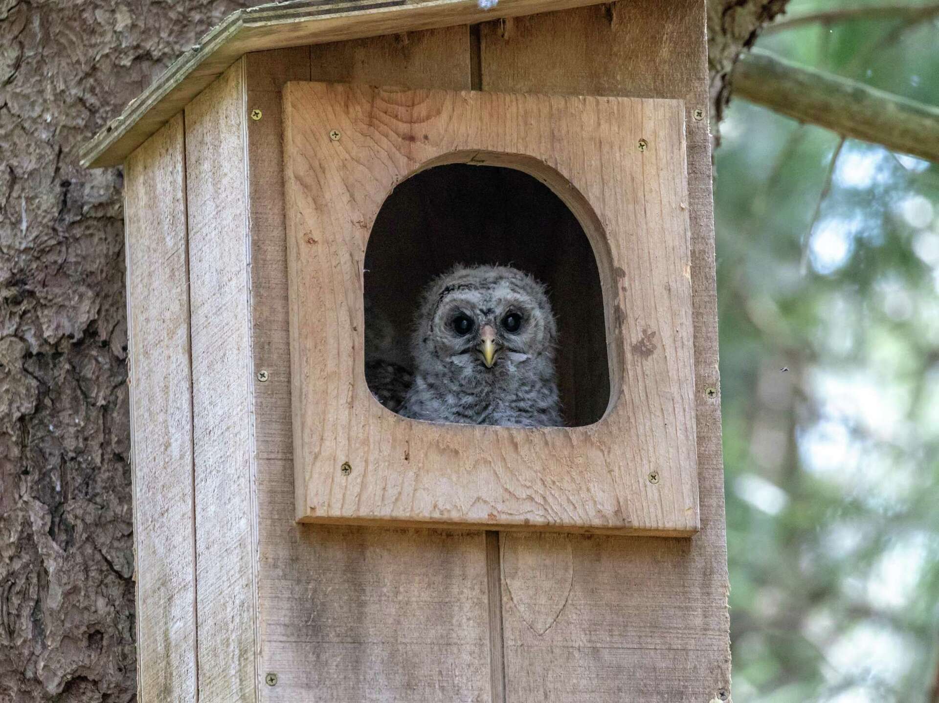 barred owl nesting time