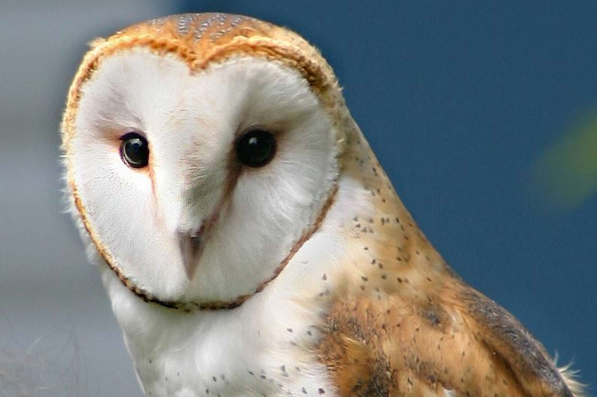 Video call of the wild: Woodland Park Zoo launches Zoom chats with animals