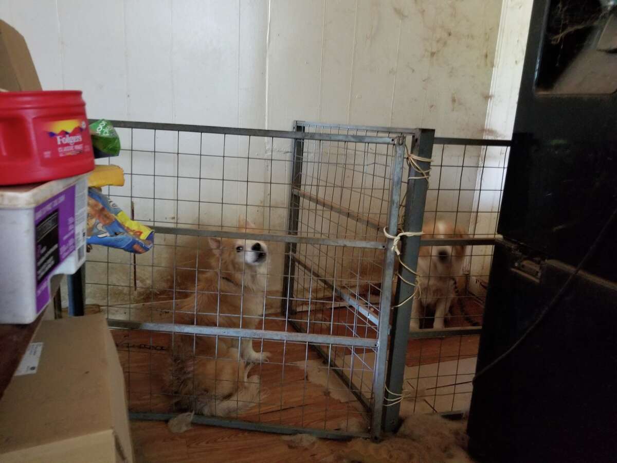 27 animals, some found chained to walls, seized from MacGregor Park home