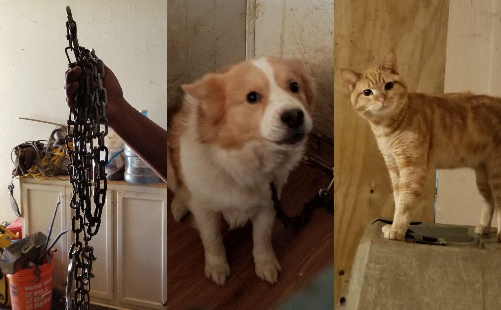 27 animals, some found chained to walls, seized from MacGregor Park home