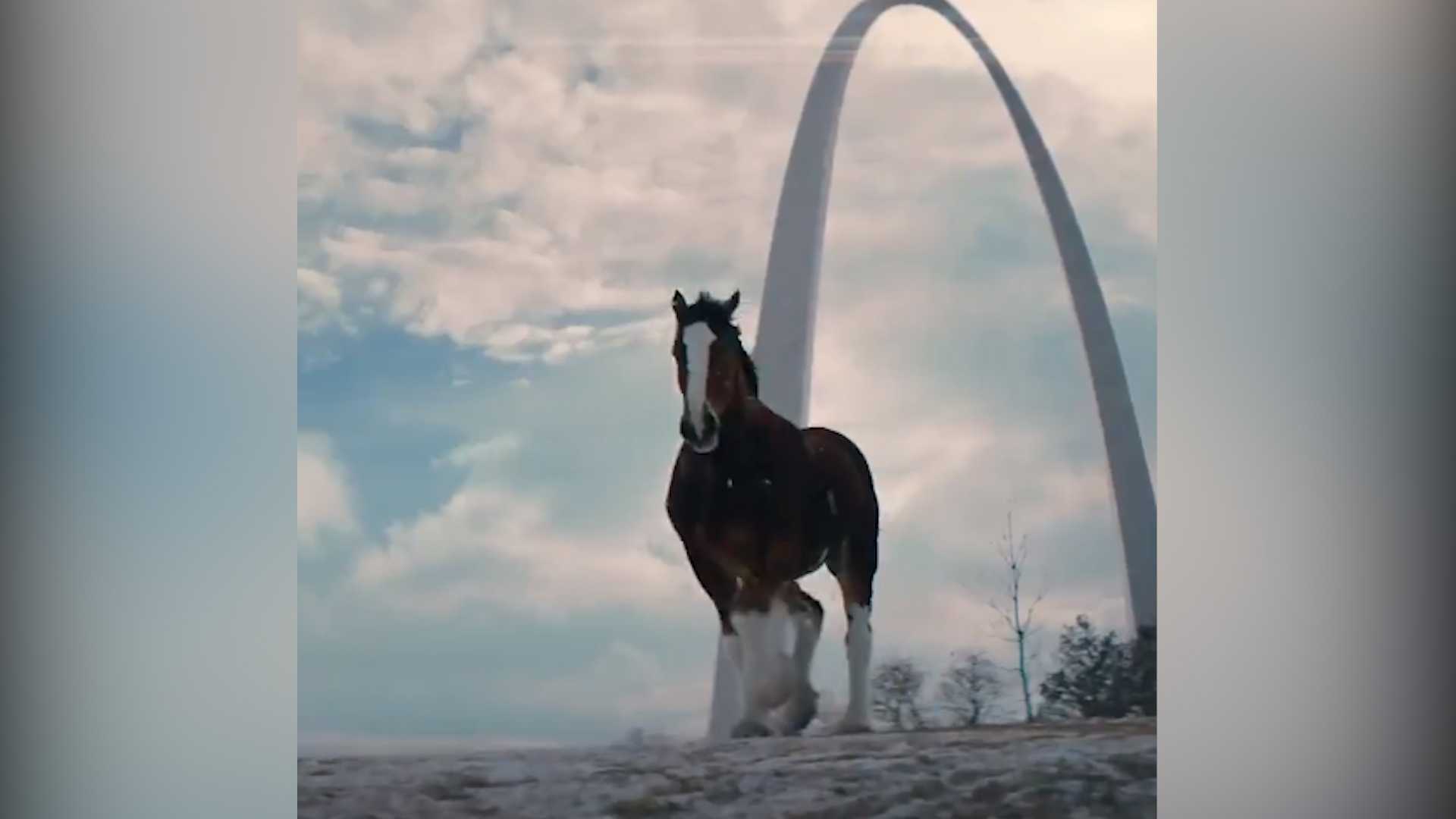 ‘Together we will run again': Clydesdales in new Anheuser-Busch ad will ...