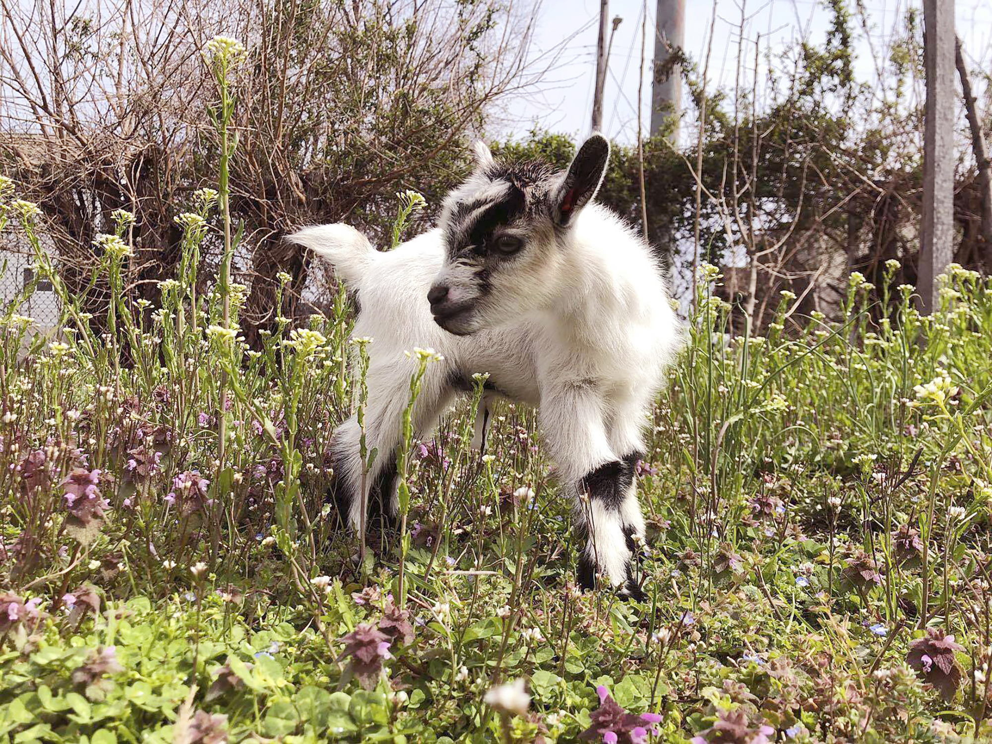 Stolen baby goat returns home