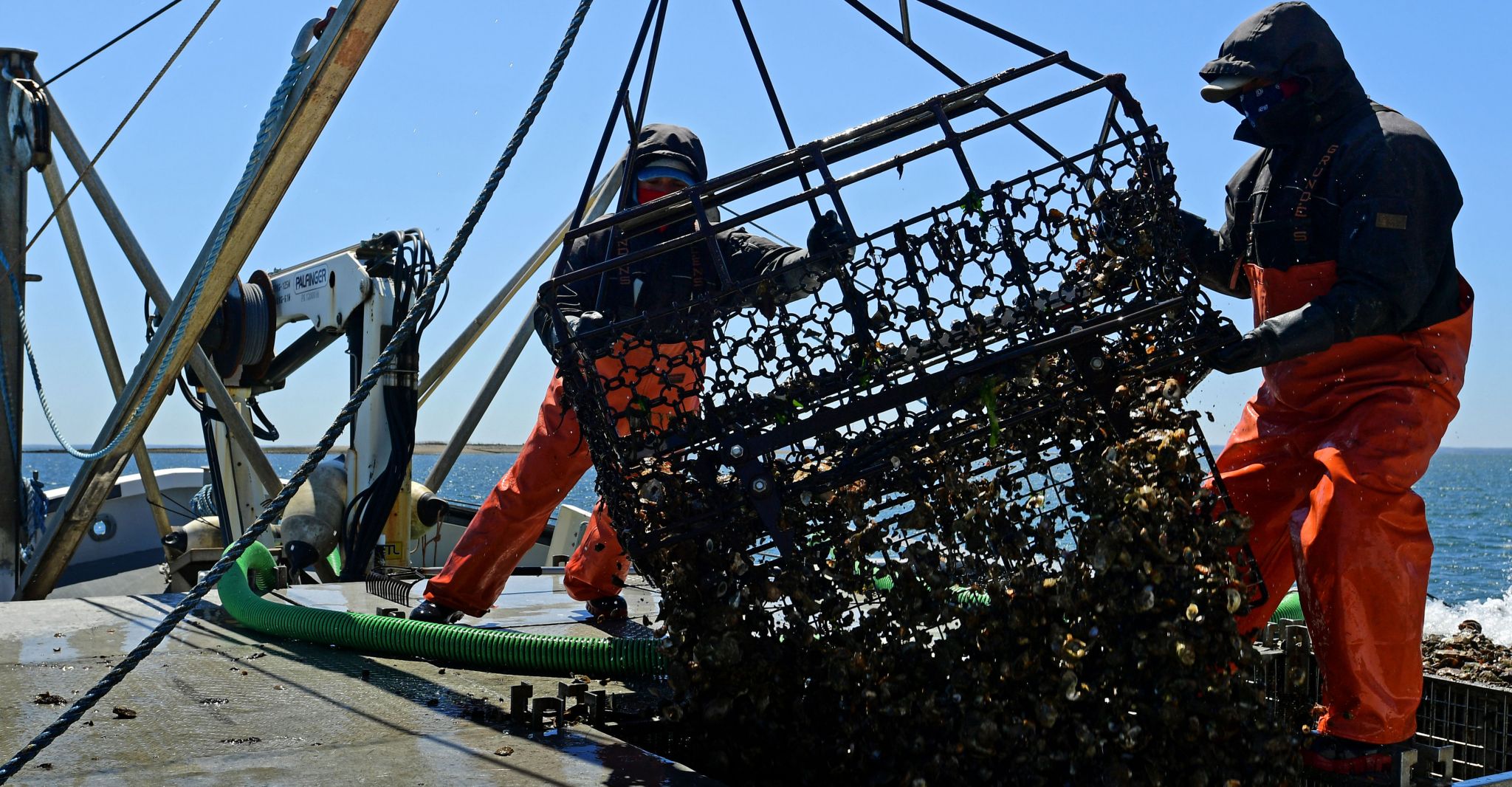 Oyster mariculture: The birth of a Texas industry