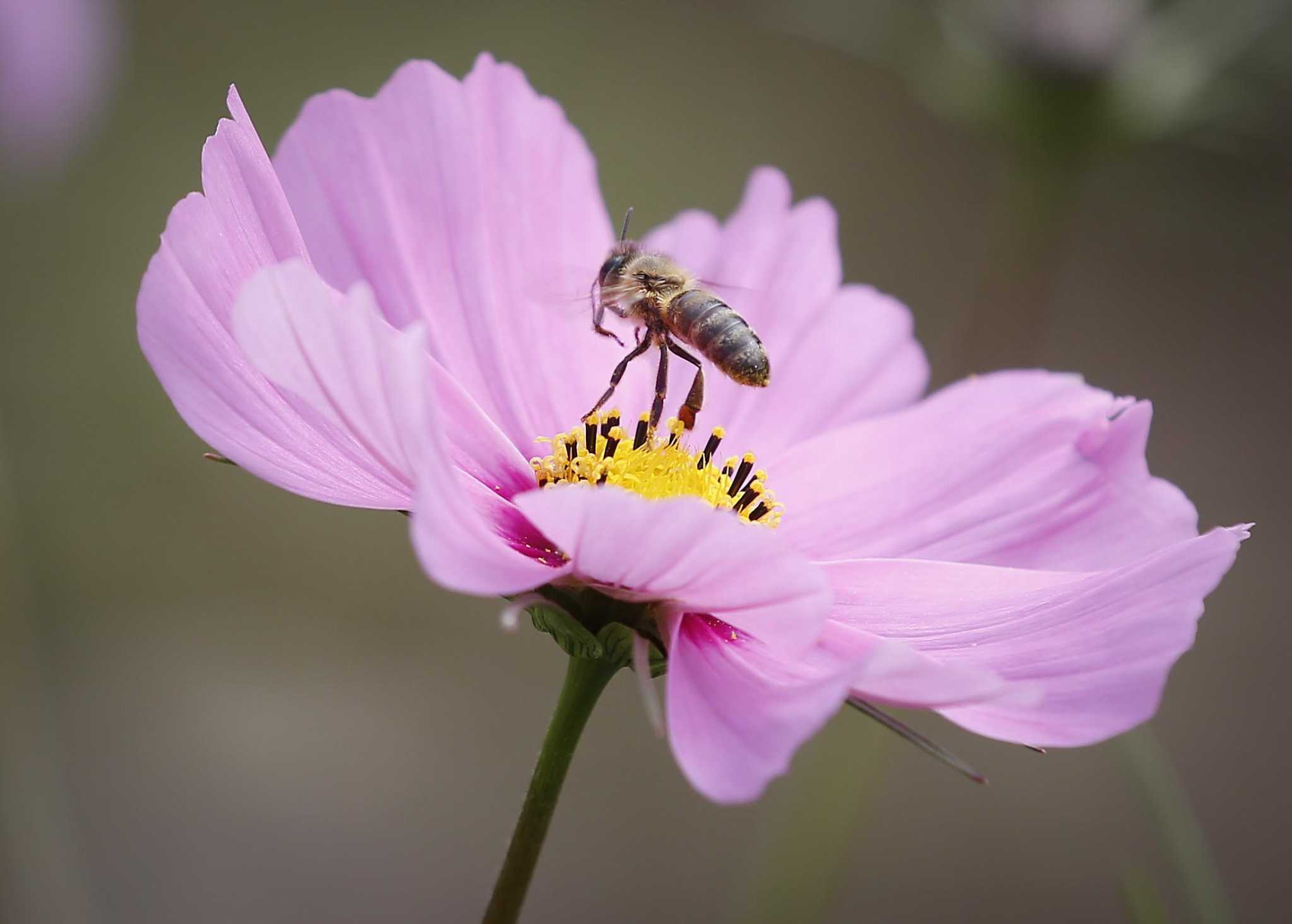 Your Houston garden needs native bees. Here’s the buzz