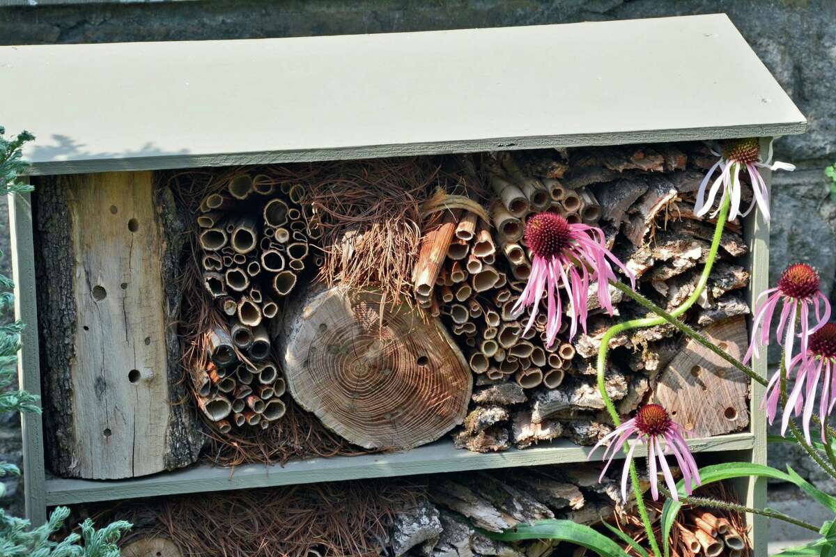 Your Houston garden needs native bees. Here’s the buzz