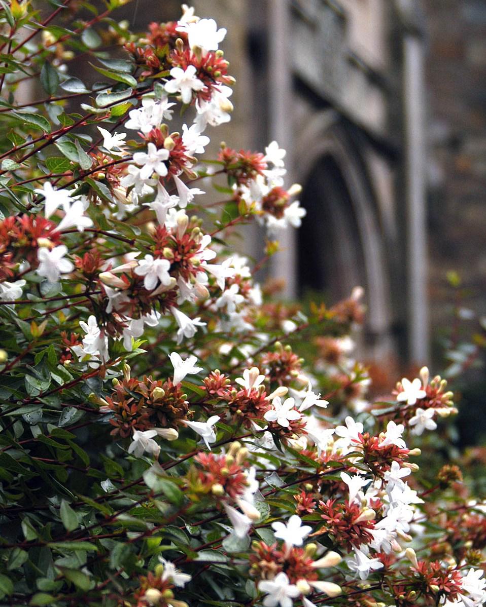 Yesterday’s garden: A guide to vintage plants that will flourish in ...