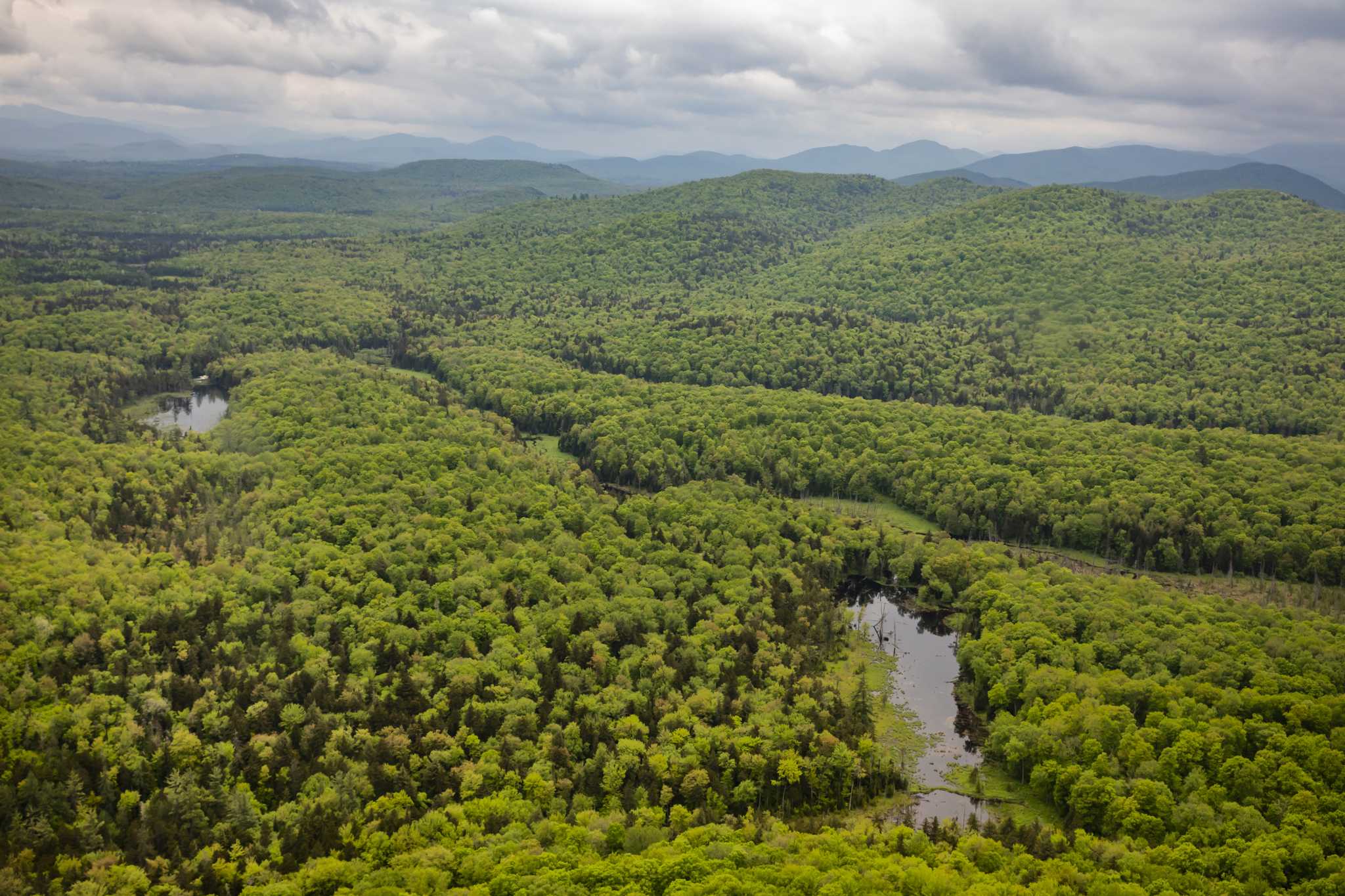New York's coming rain forest? Not exactly, but state forests will change