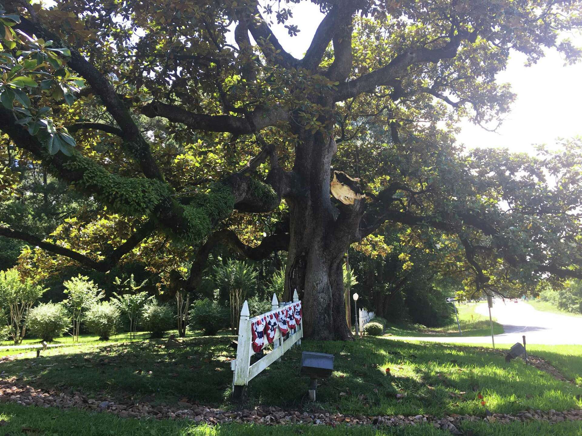 Magnolia at McDade Estates is Montgomery County's first historic tree