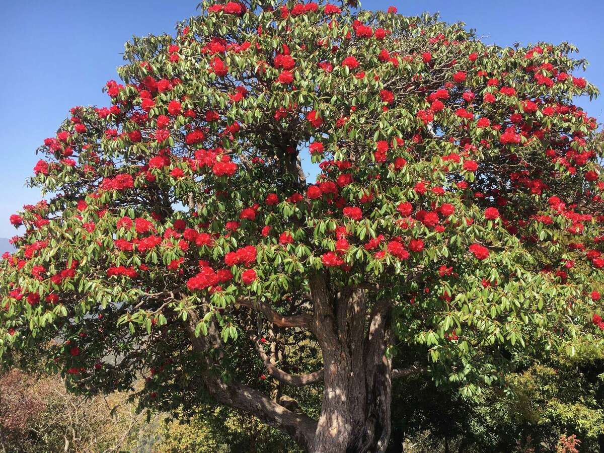 Darien woman recounts adventures in India during COVID-19