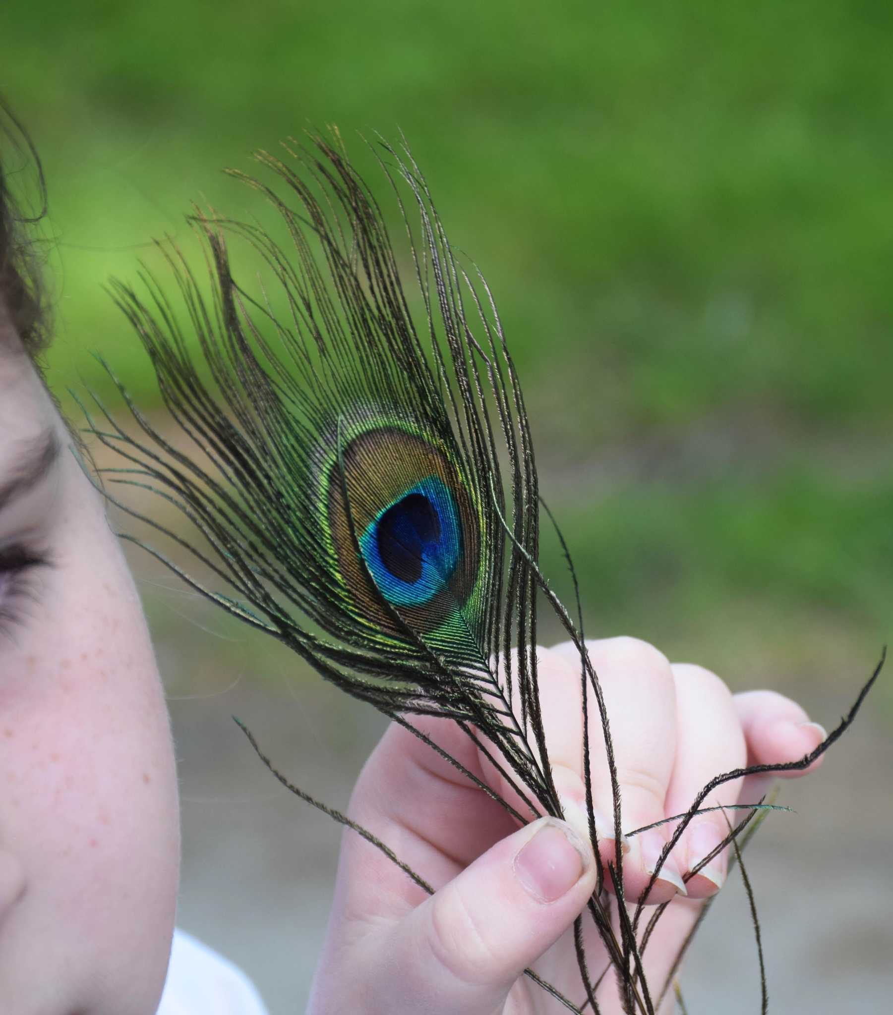 Participants sought for park’s ‘Peacock Strut’