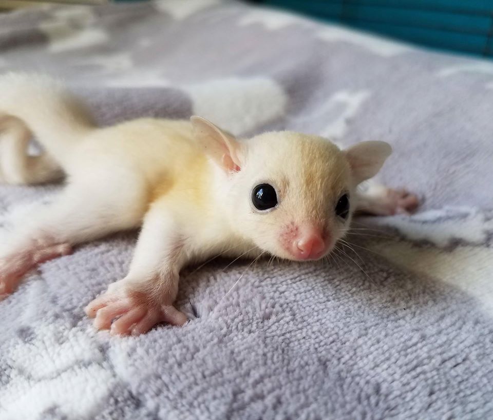 Janda Exotics Animal Ranch in Texas offers up-close encounters and tours