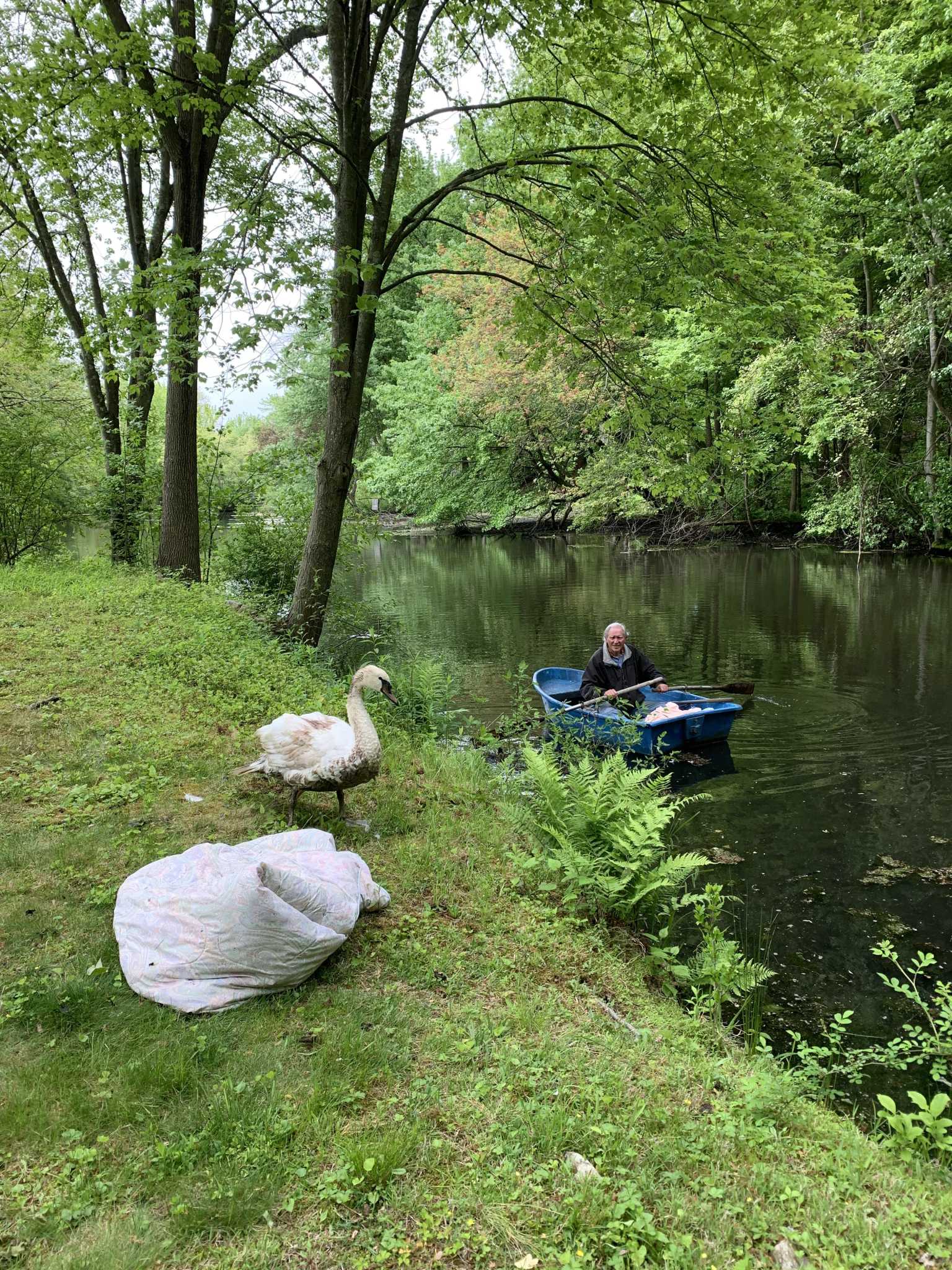 Swan caught in fishing lure saved by Darien Animal Control