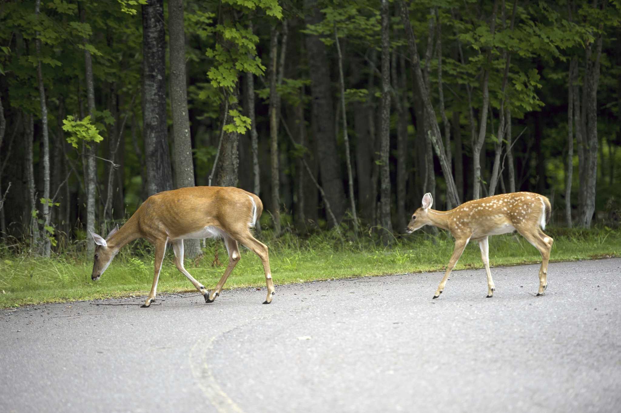 Showcasing the DNR: Sharing our space with urban wildlife