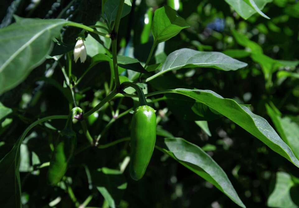 Here are the official state foods of Texas