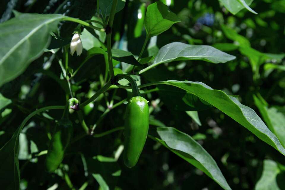 Here are the official state foods of Texas