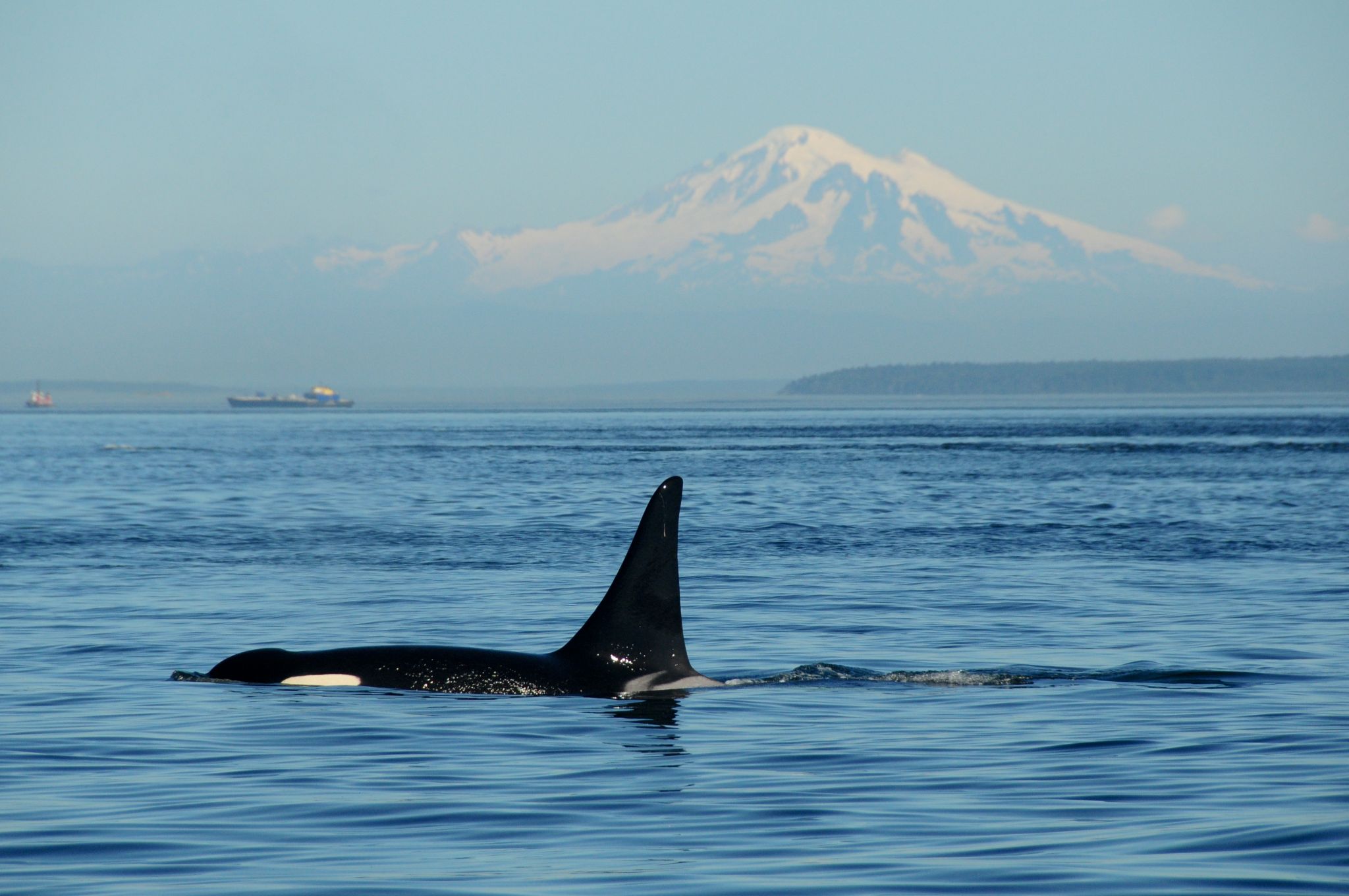 Washington's orca whale pods receive new federal habitat protection