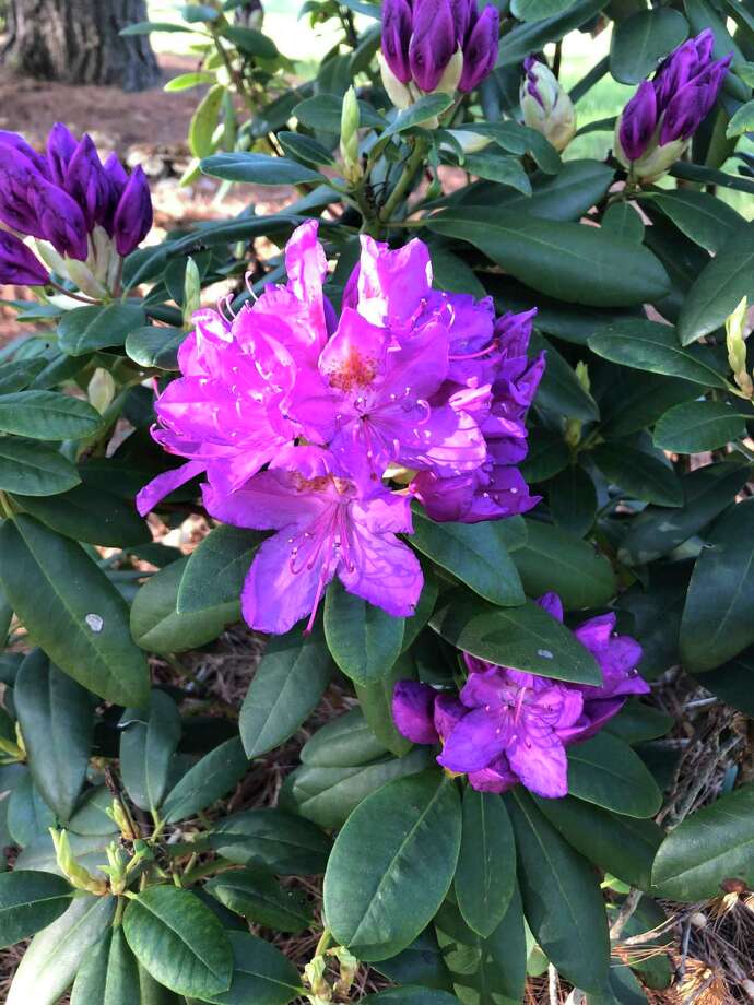 Chuck Martin: Rhododendrons - Midland Daily News