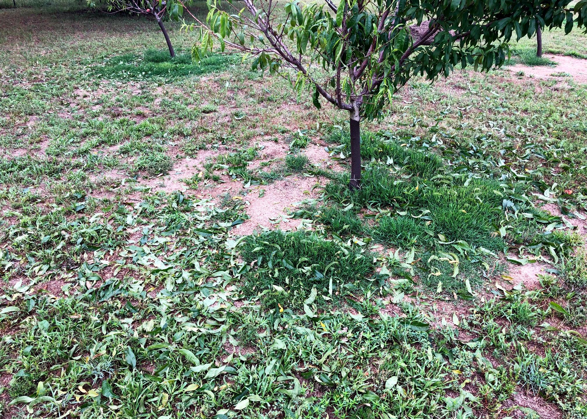 Neil Sperry: Peach tree loses leaves in ‘major attack’