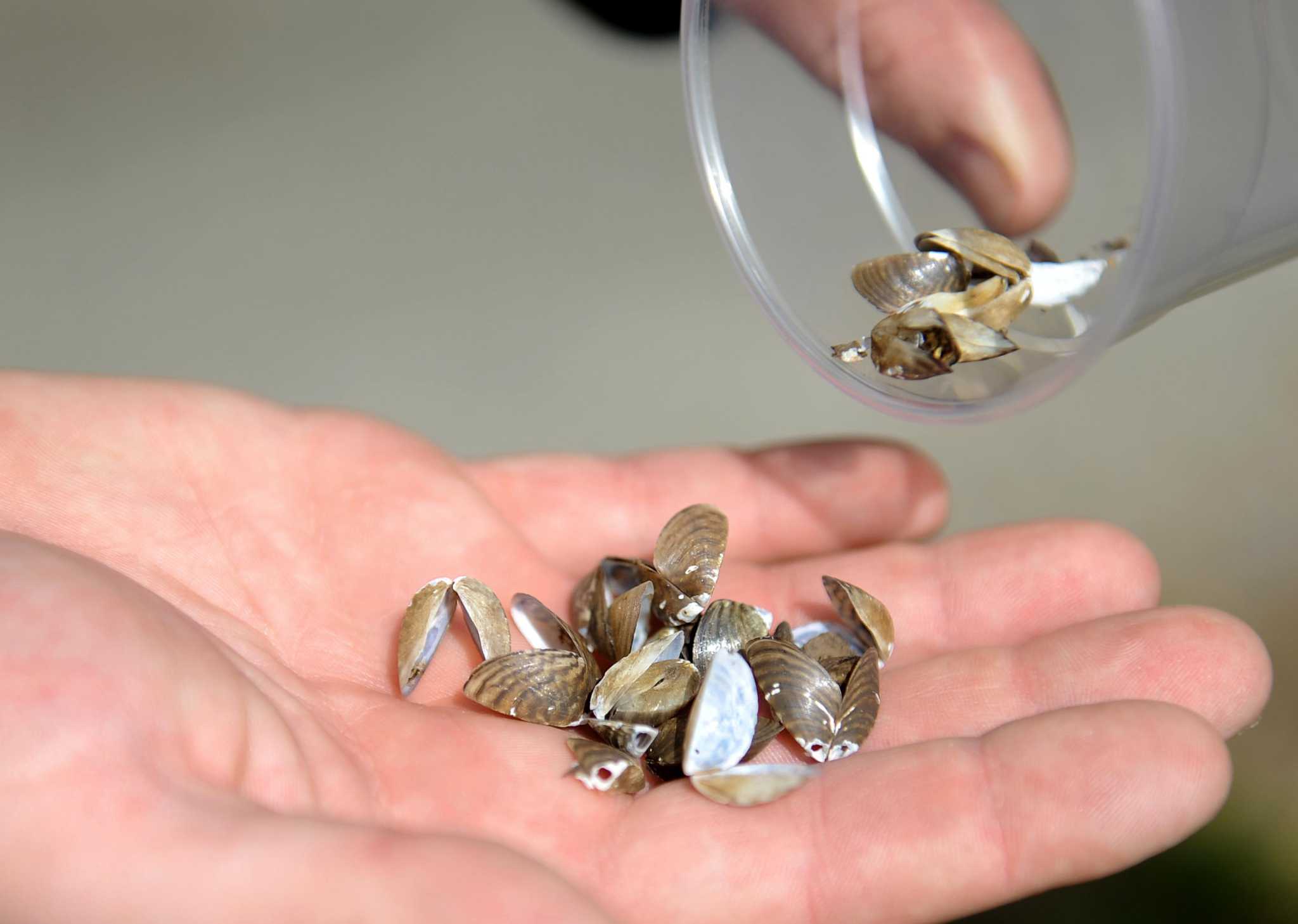 Invasive zebra mussel found for first time in Candlewood Lake