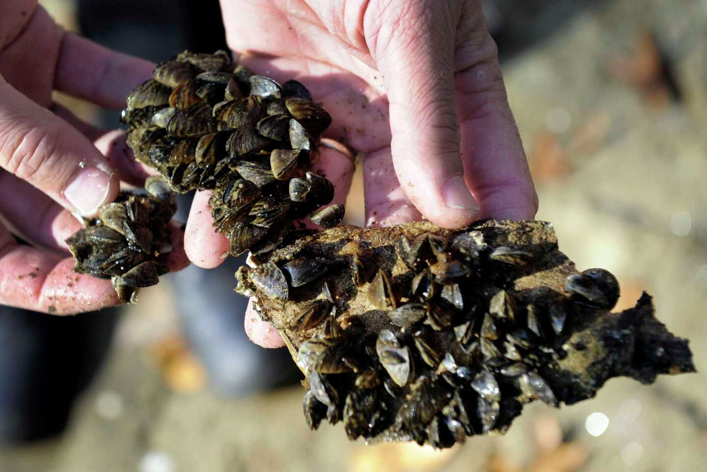 Another Texas lake infested with invasive Zebra Mussels