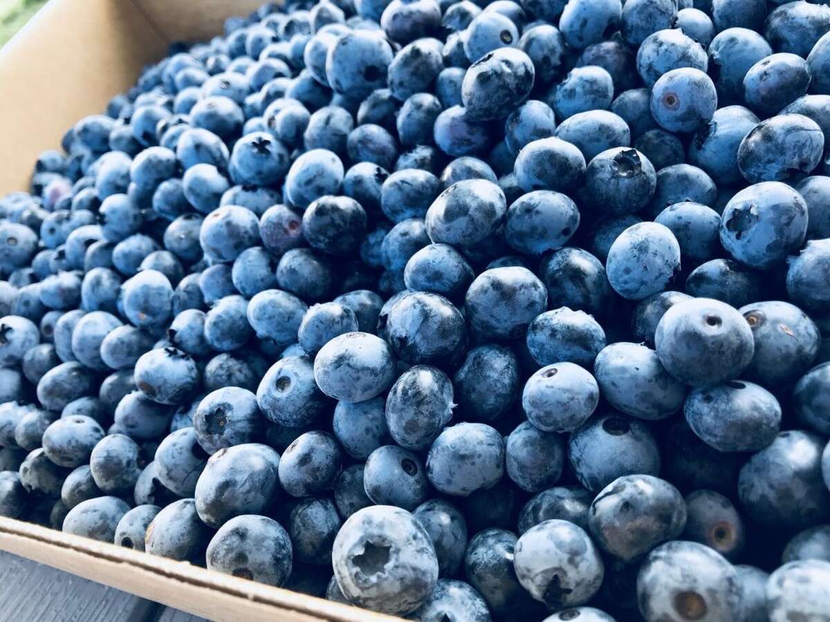 11 places to pick berries near Seattle this summer