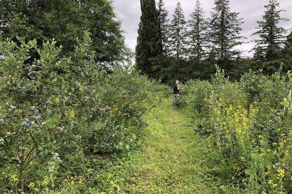 12 U-pick Washington berry farms to visit this summer