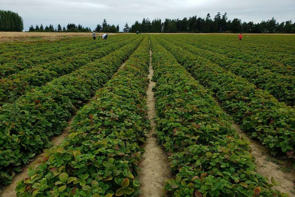 12 U-pick Washington berry farms to visit this summer
