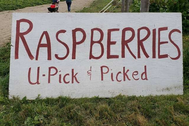 12 U-pick Washington berry farms to visit this summer
