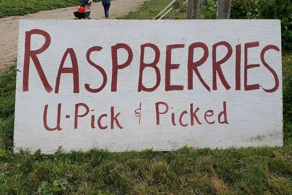 12 U-pick Washington berry farms to visit this summer