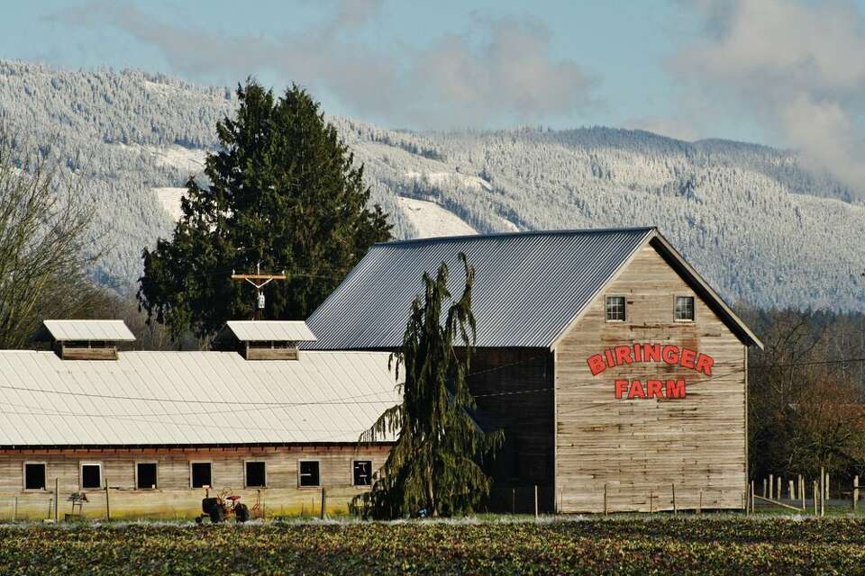 12 U-pick Washington berry farms to visit this summer