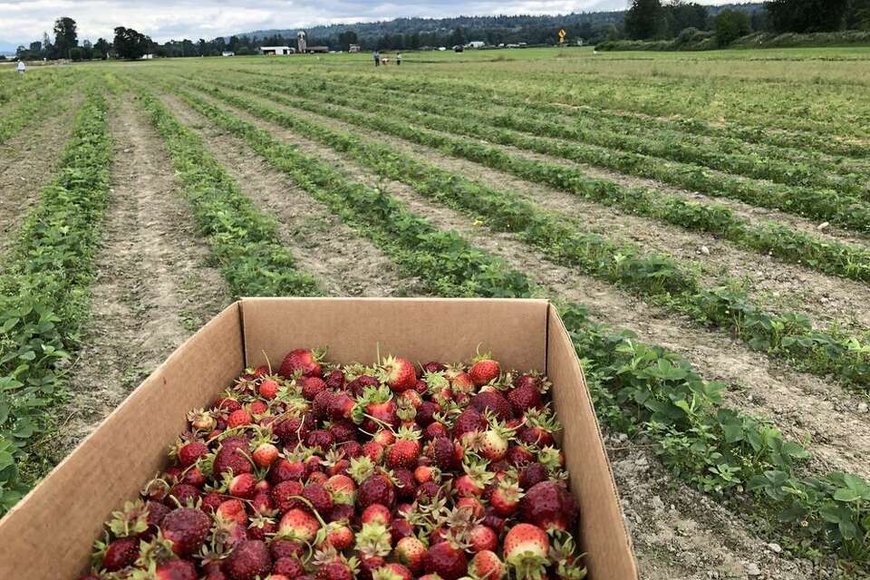 12 U-pick Washington berry farms to visit this summer
