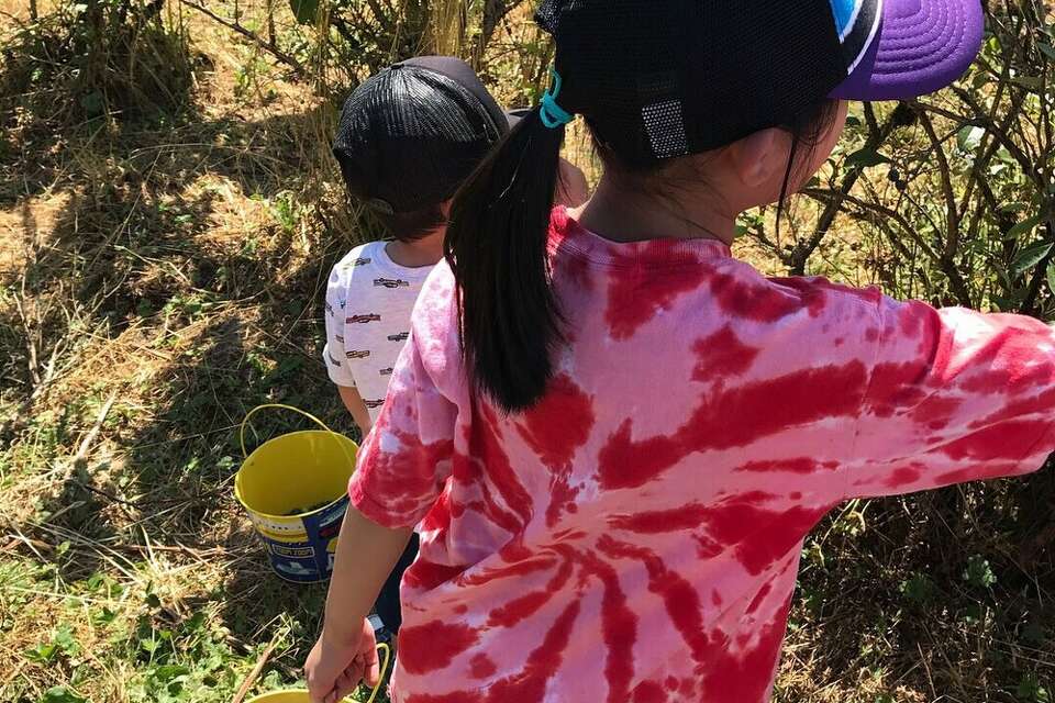 12 U-pick Washington berry farms to visit this summer