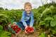 12 U-pick Washington berry farms to visit this summer