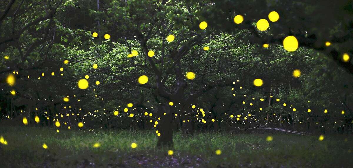 Robert Miller: The magic of fireflies is beginning