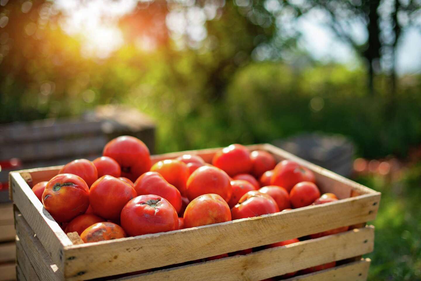 Calvin Finch: It’s time for San Antonio tomato gardeners to start over ...