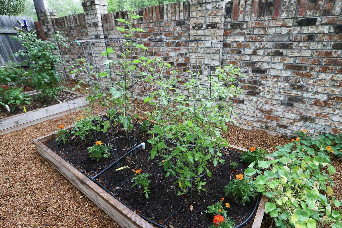 Calvin Finch: It’s time for San Antonio tomato gardeners to start over ...