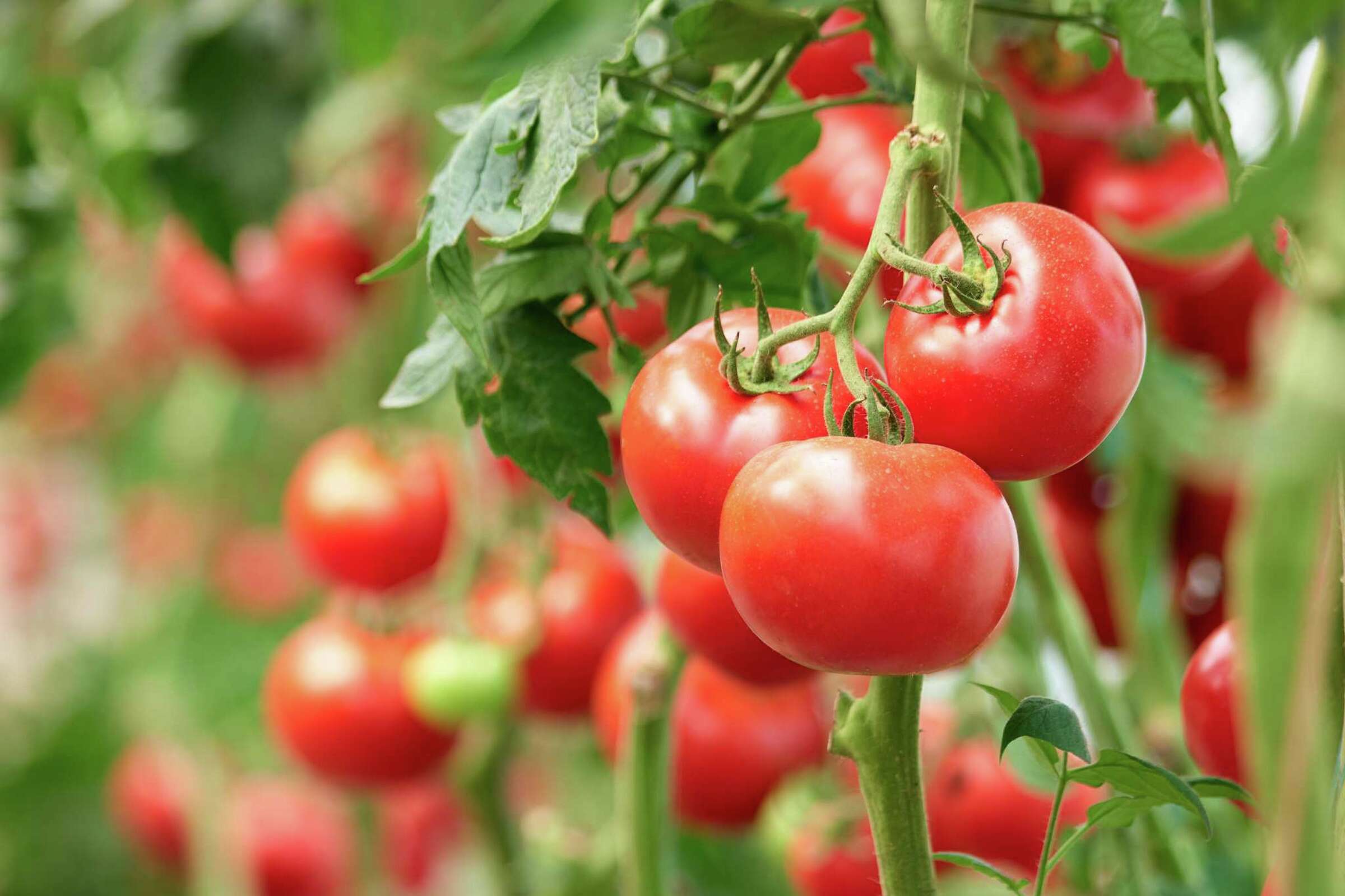 Calvin Finch: It’s time for San Antonio tomato gardeners to start over ...