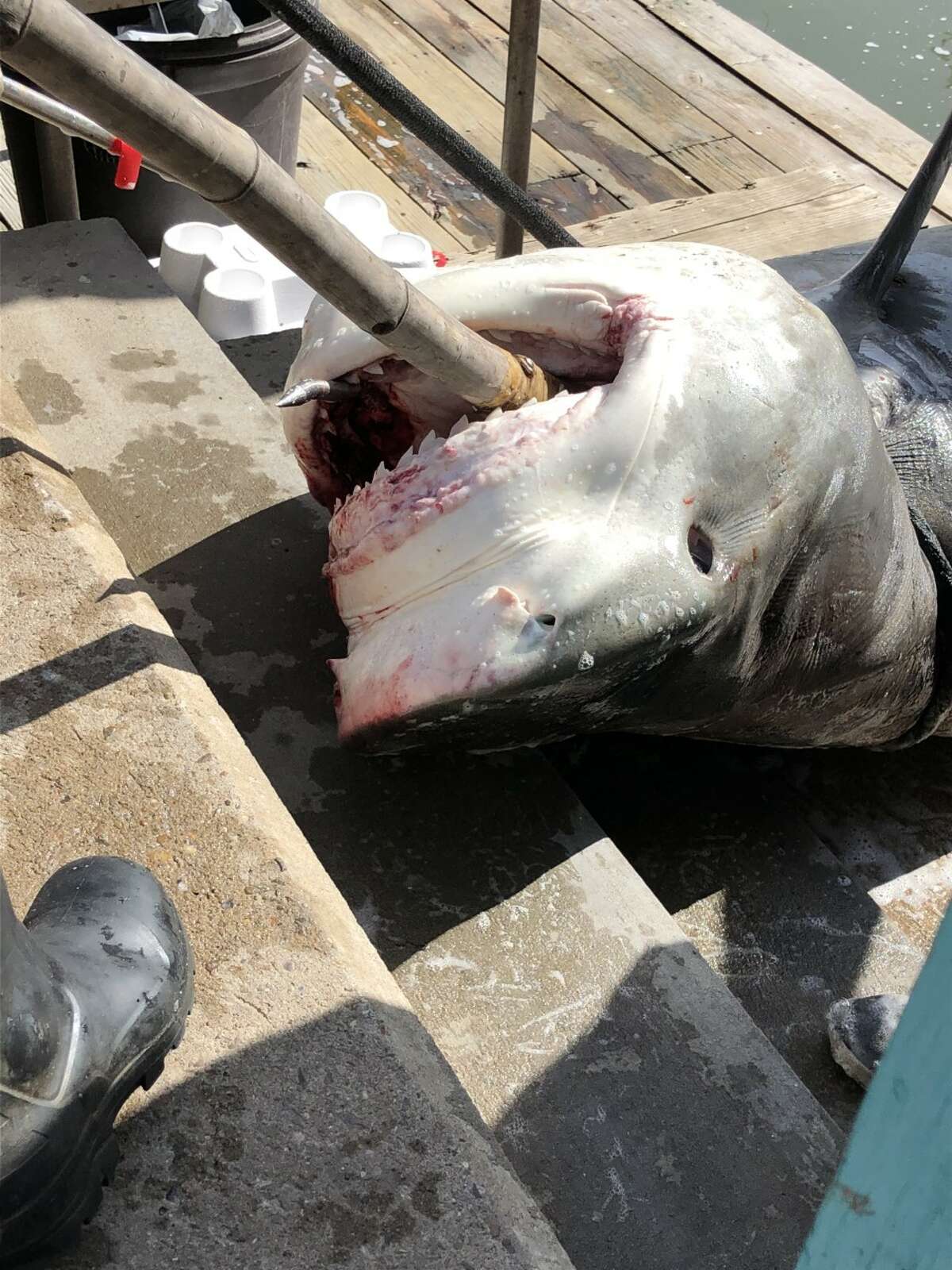 13-year-old Texas boy catches nearly 900-pound shark in Port Aransas ...