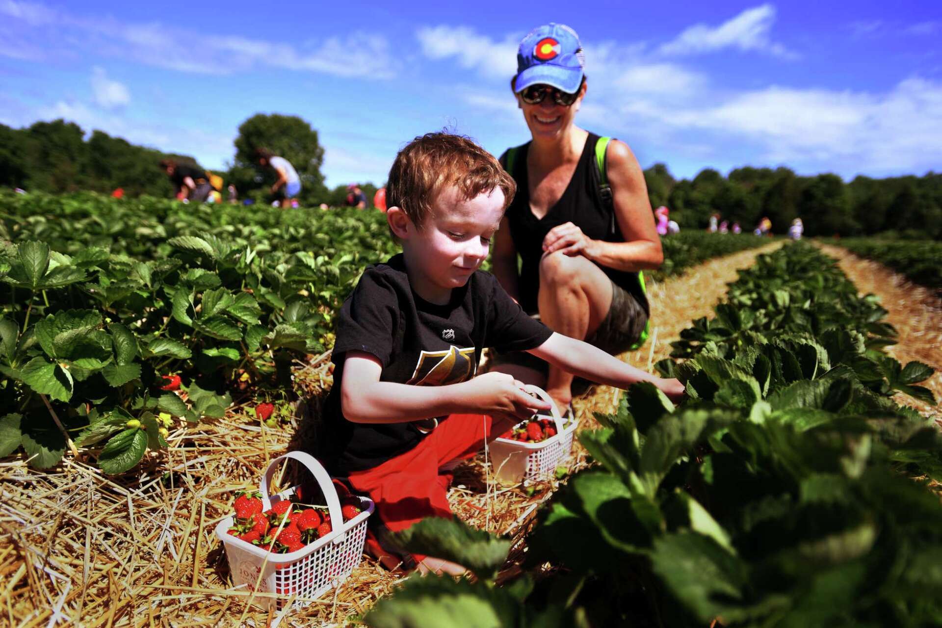 Berry picking in CT: These farms offer pick-your-own seasons