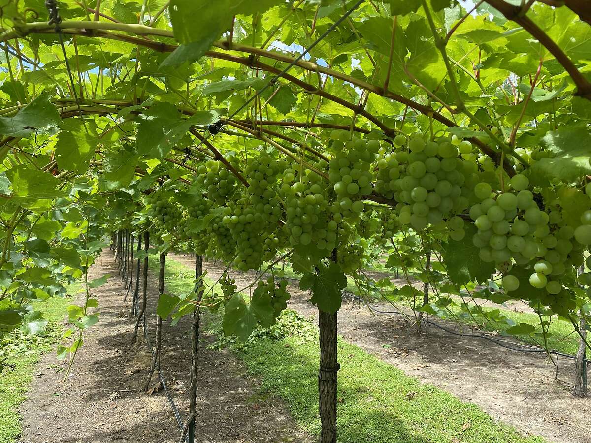 The Woodlands wineries: A guide to the best spots in Montgomery County