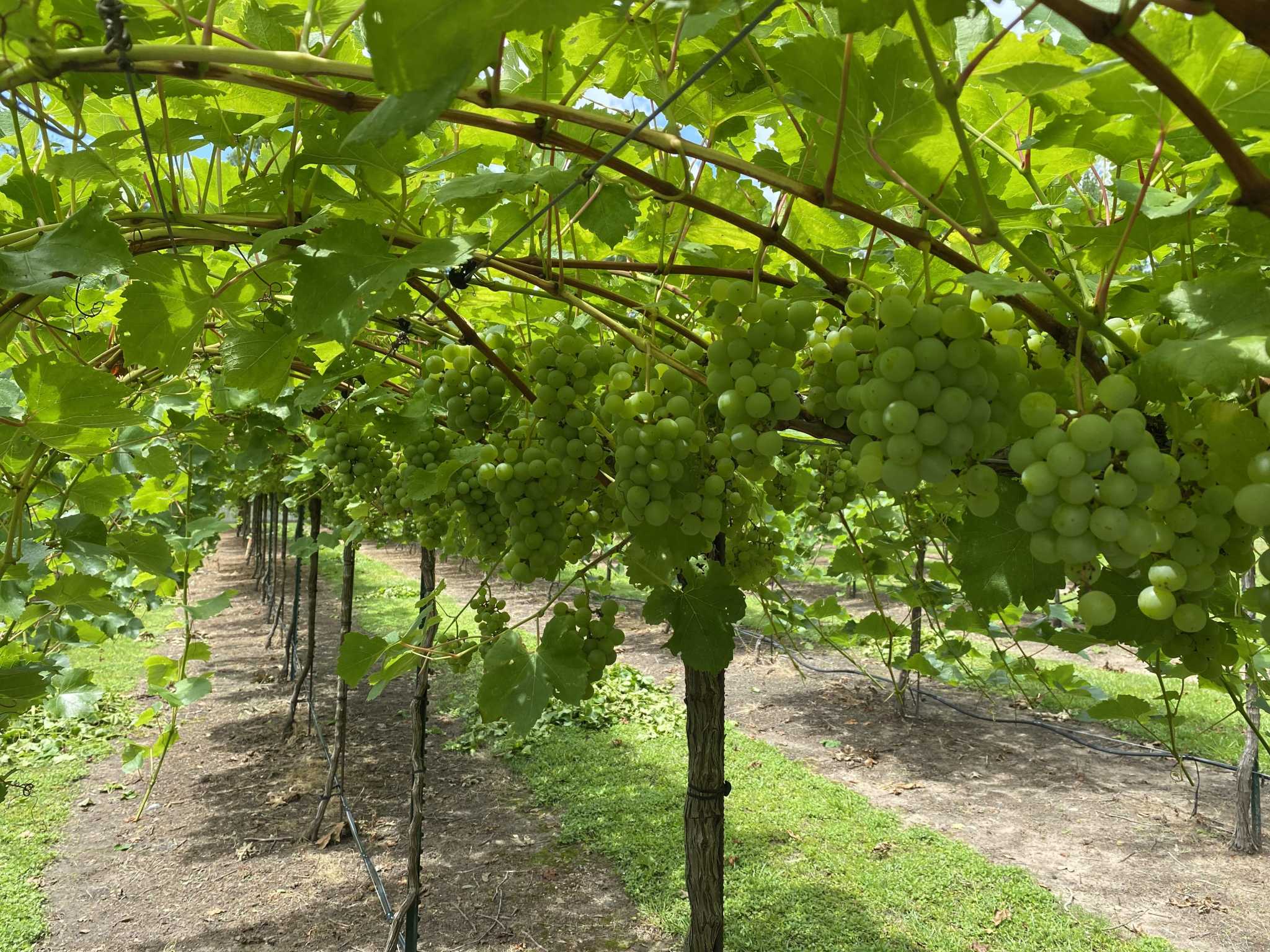 Wine Walk: Gulf Coast grape harvest is underway
