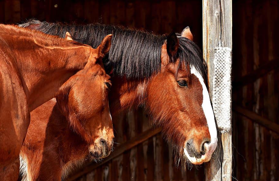 PET TALK: Reining in the facts on equine strangles